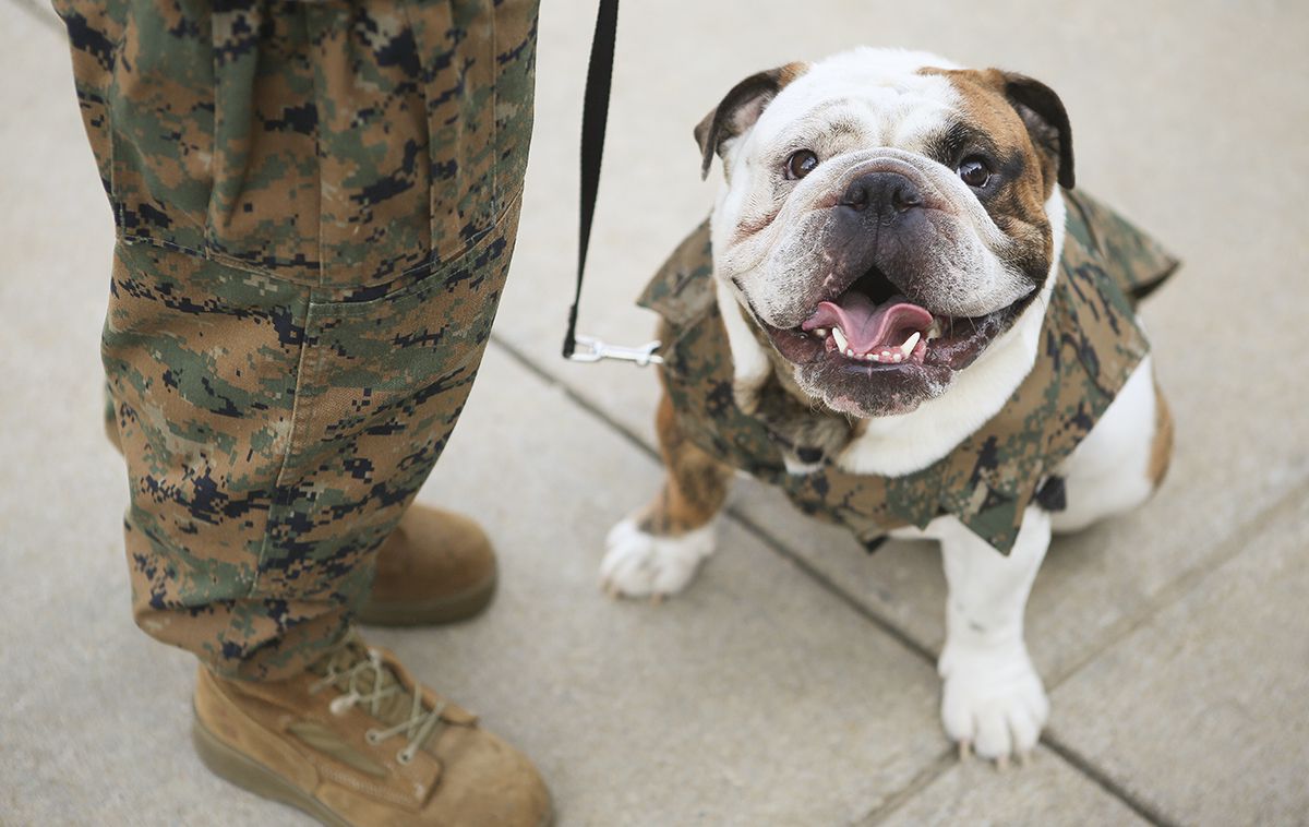 Marine Bulldog With Helmet