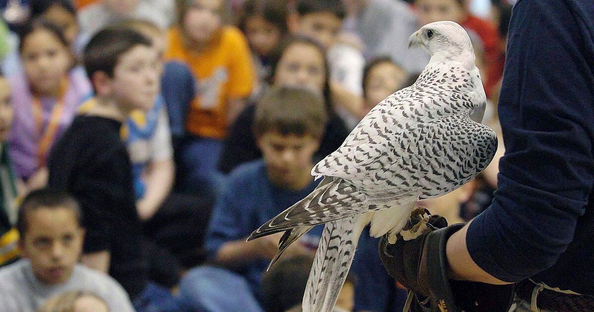 usafa fighting falcons