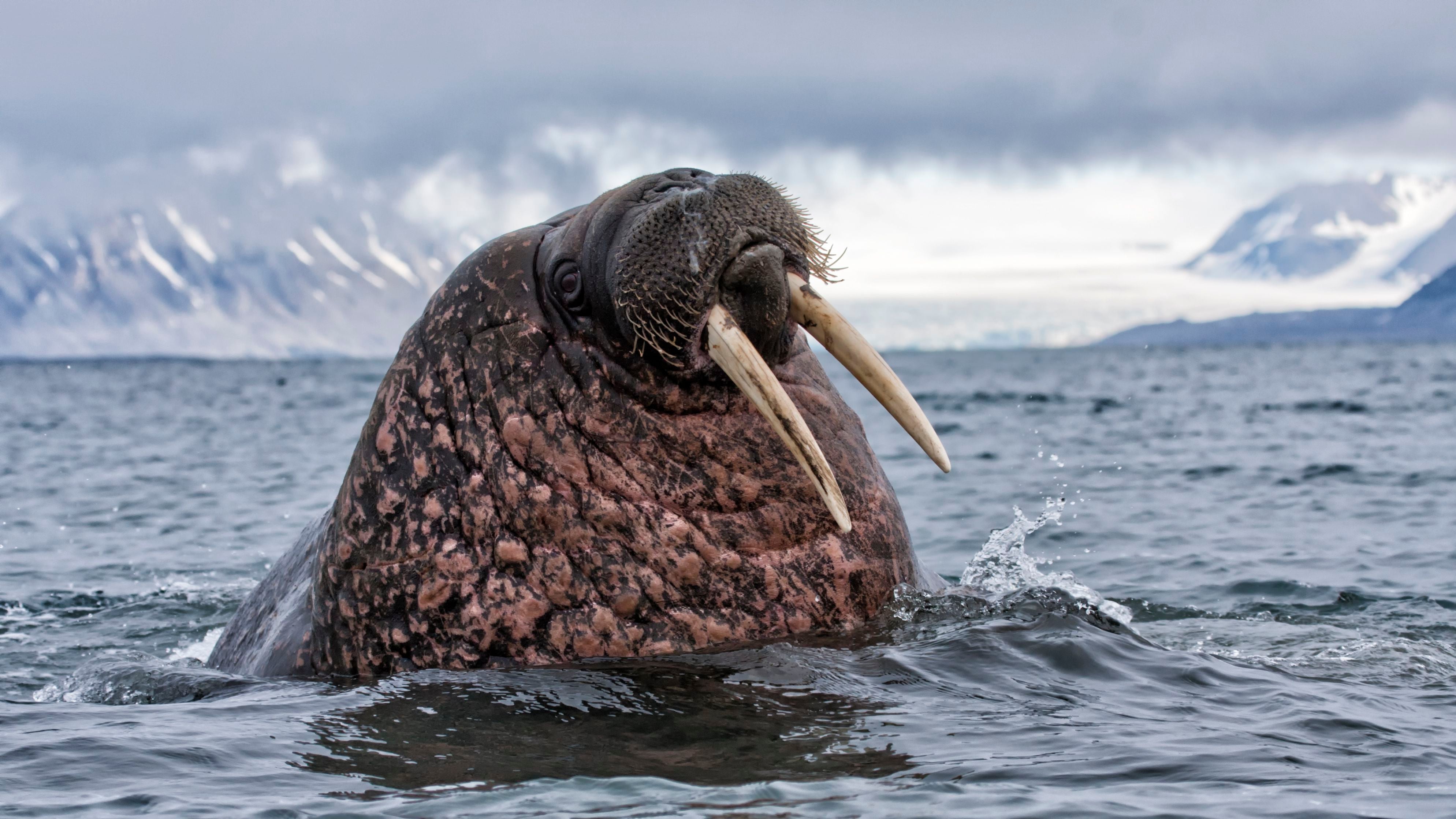 Arctic Walrus