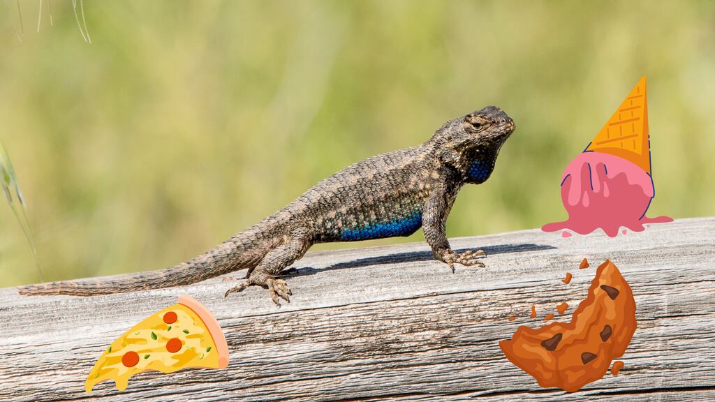 Rare lizard species stress-eats to cope with loud military aircraft