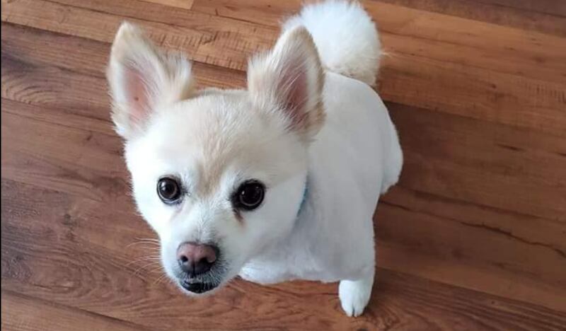 Air Force promises change after Marine family’s dog died during PCS move