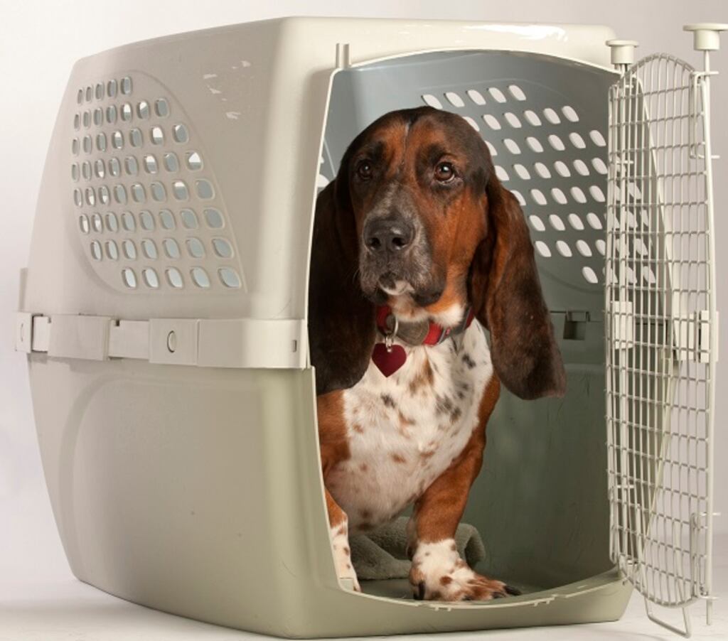 Military families overseas may get relief in dog travel rule fixes