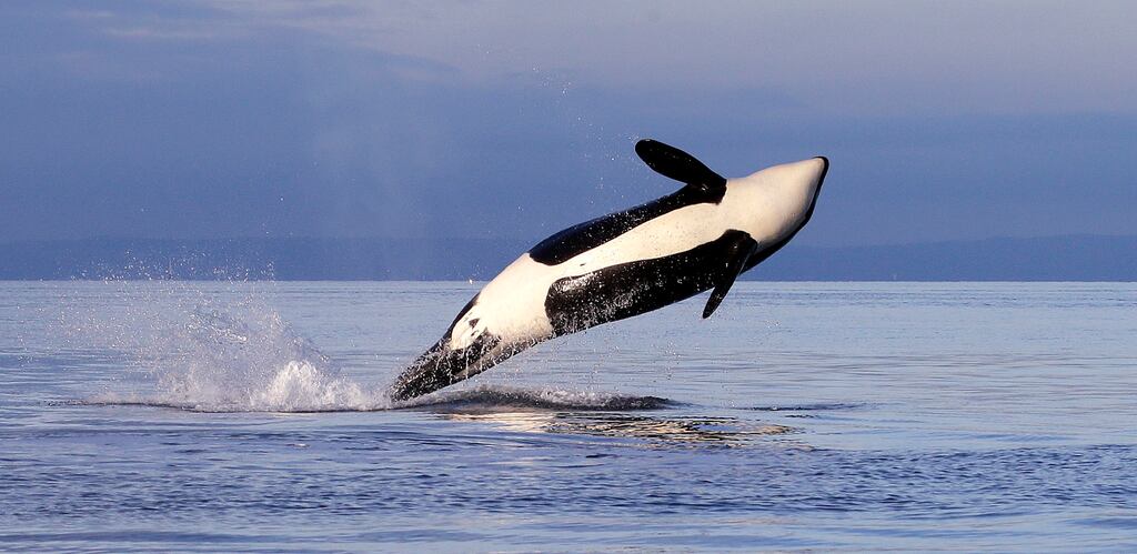 Navy gets OK for exercises, says little effect on orcas