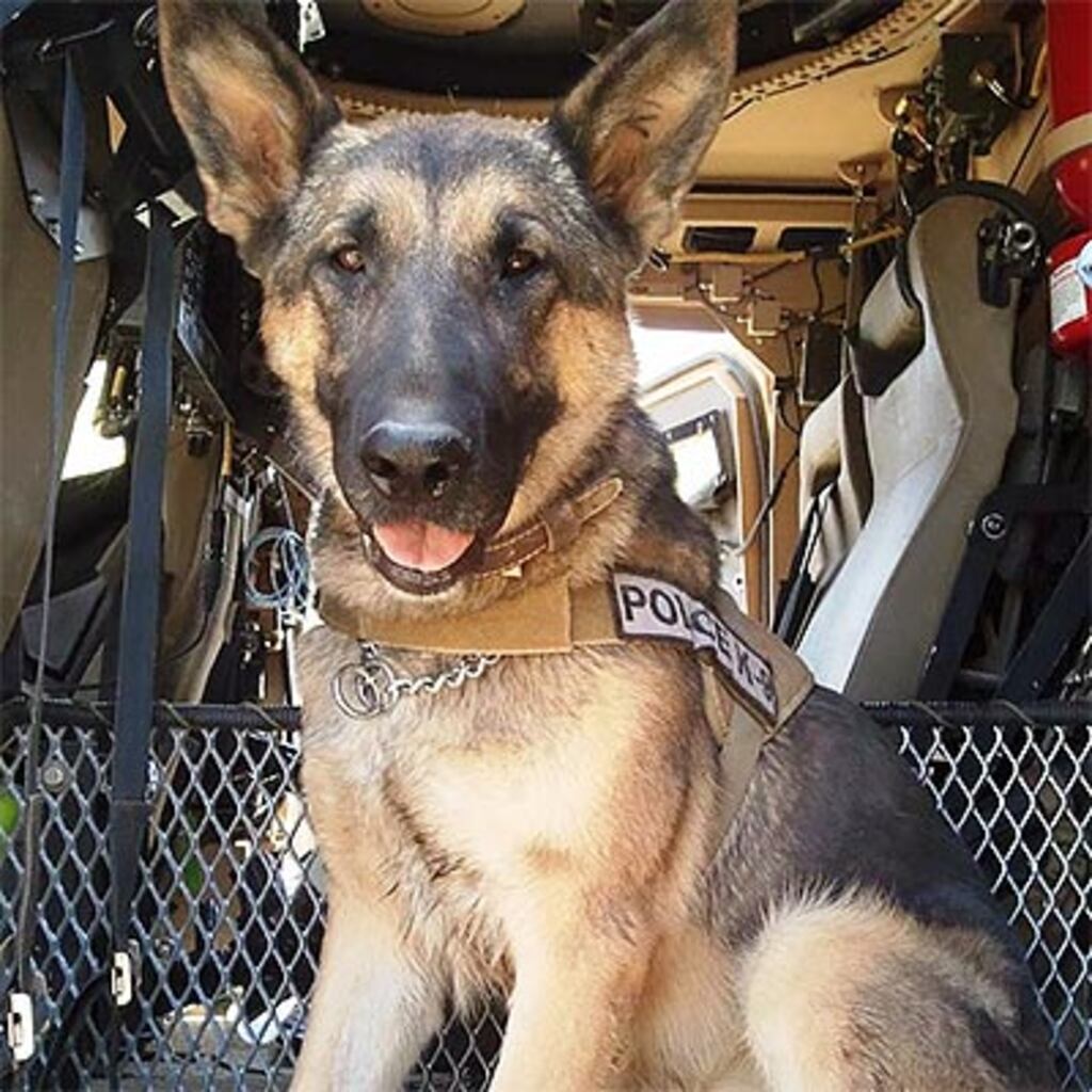 Five war dogs you'd want in your squad