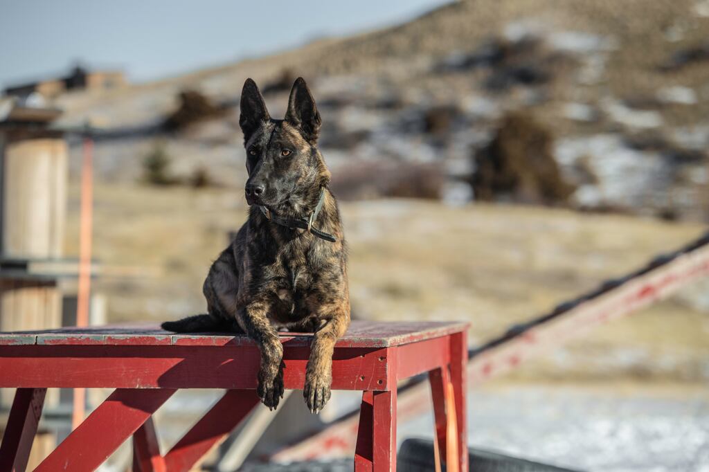 This veteran-owned company trains some of the best protection dogs in ...