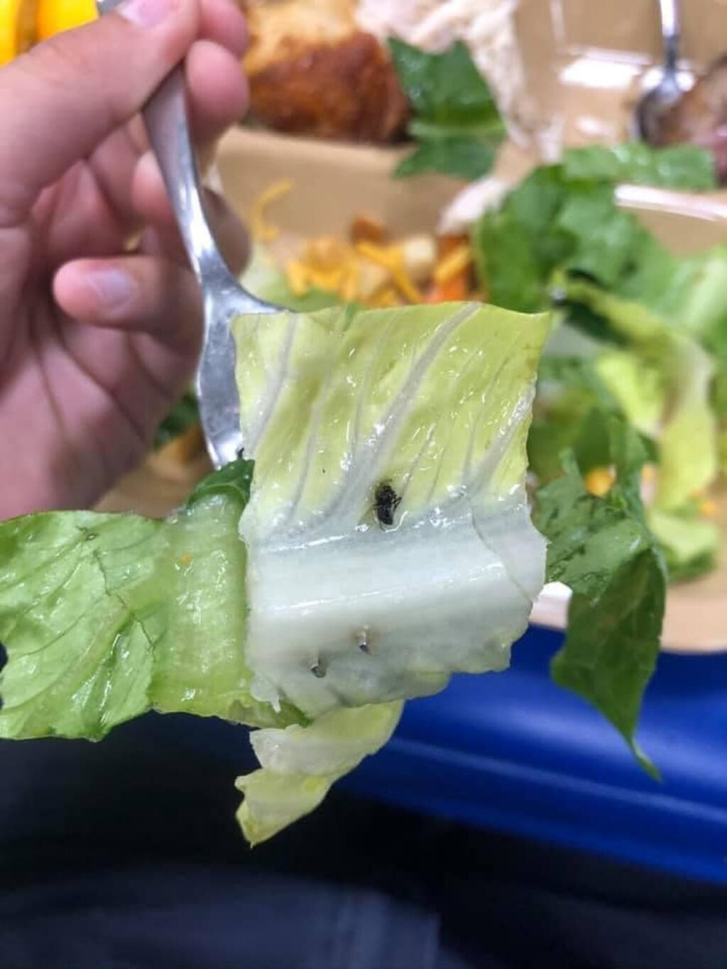 Hair, blood, mold, bugs: A foodie’s guide to fine dining on ship