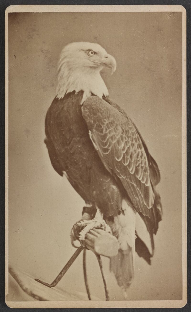 The 101st Airborne and the history of the real ‘screaming eagle’